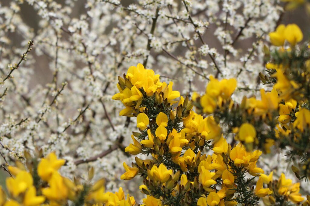 Return of the natives: the growth of indigenous plants - Portfolio by ...