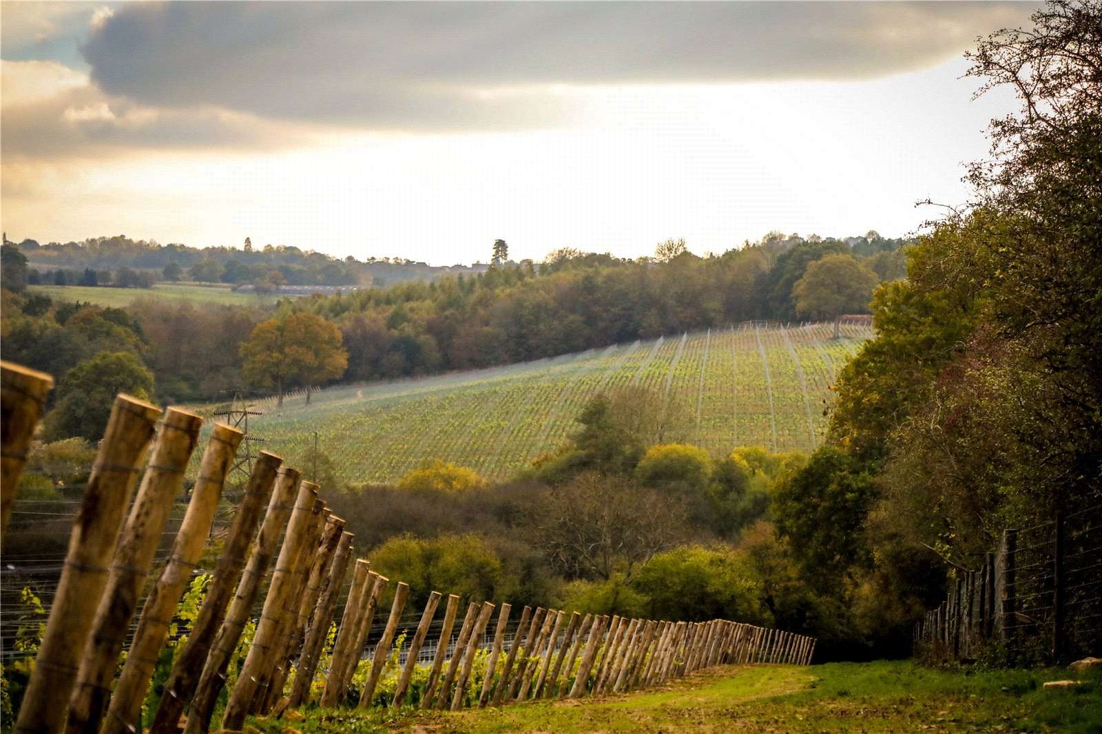 The growing market for UK Vineyards - Portfolio by Savills